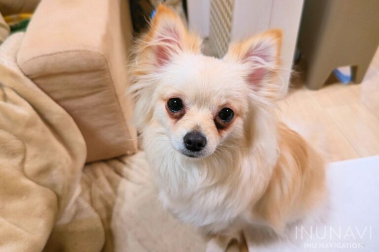 K9ナチュラルドッグフードの口コミ評判・安全性を徹底評価！実際の愛犬レビューも | INUNAVI（いぬなび）